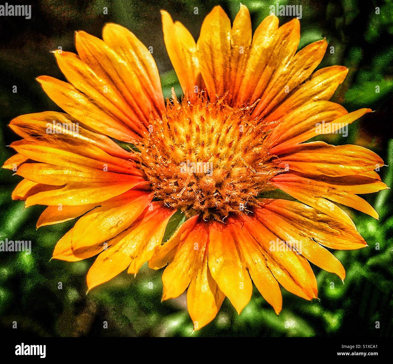 Melba peach blanket flower hi-res stock photography and images - Alamy