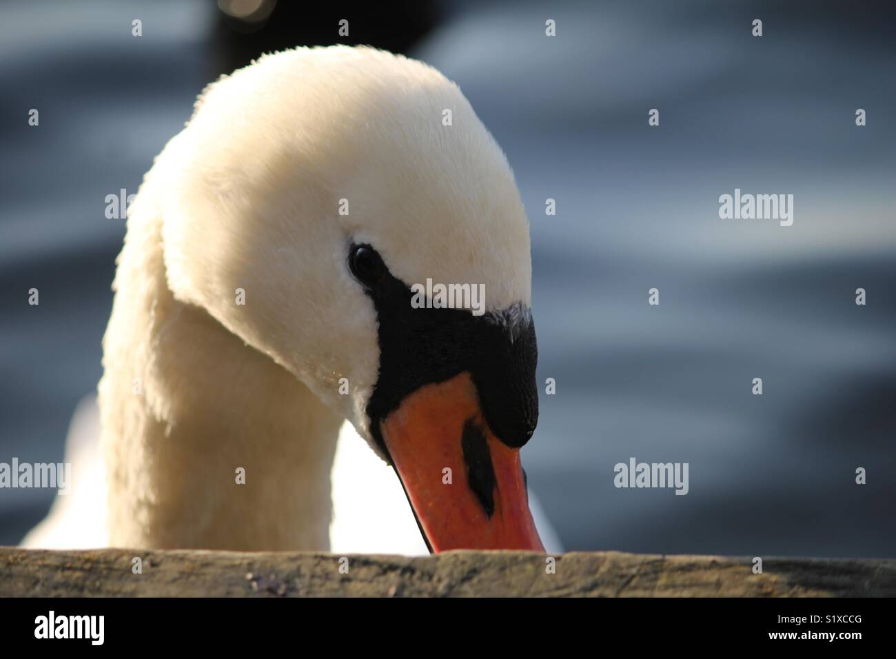 Sneaky bird hi-res stock photography and images - Alamy