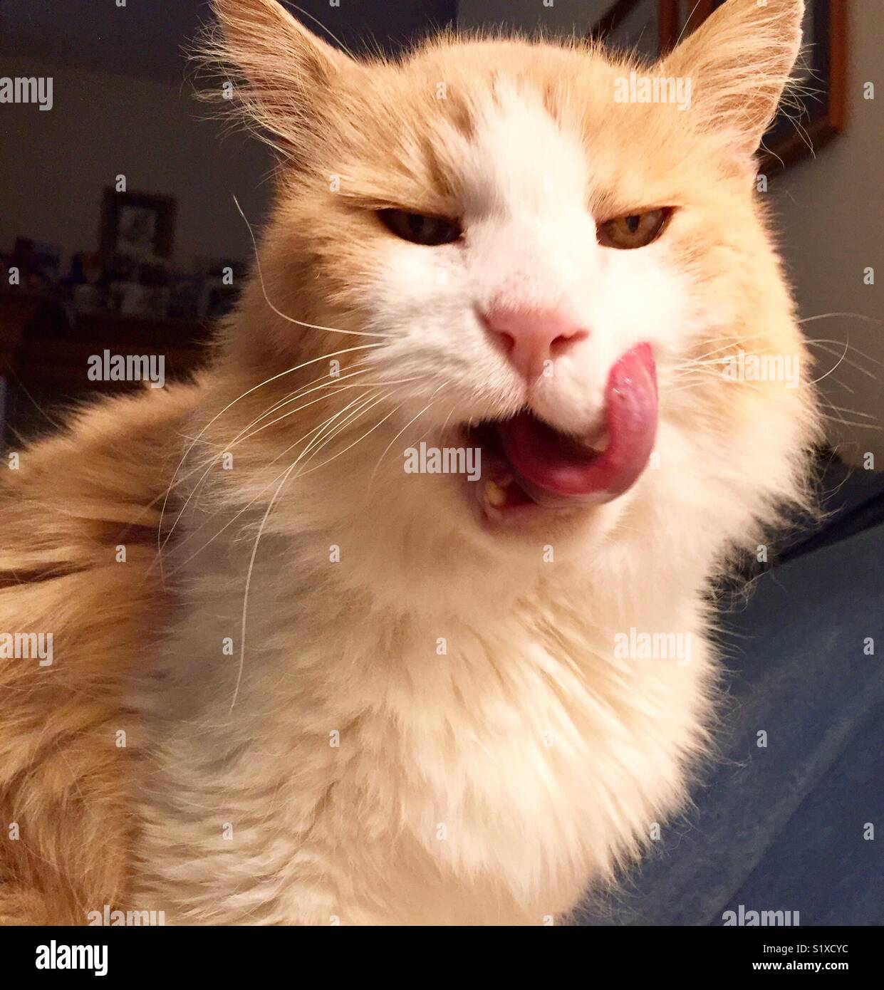Pet licking his face hi-res stock photography and images - Alamy