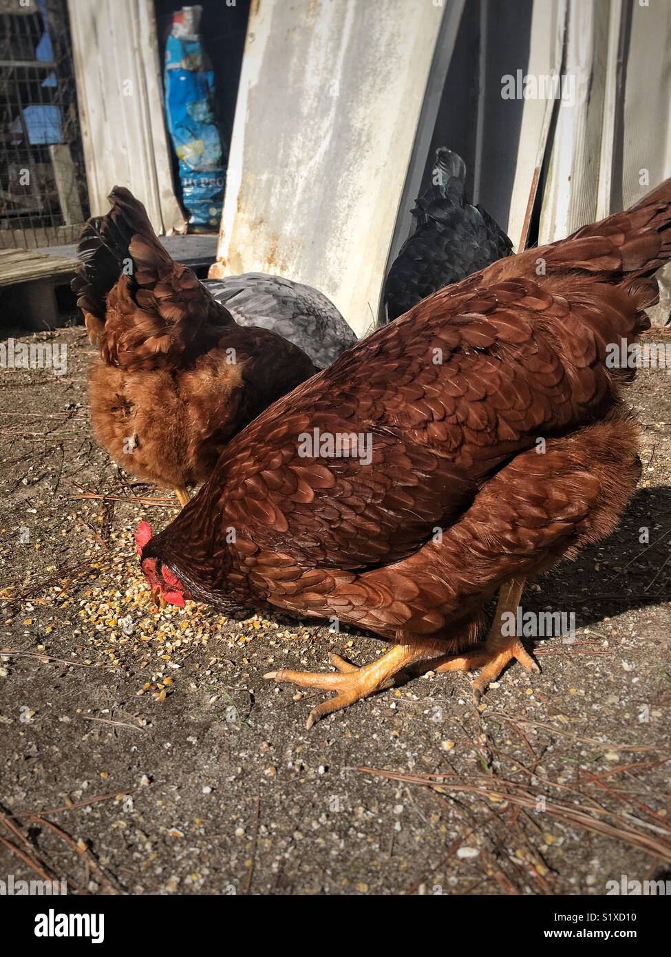 Four Chickens High Resolution Stock Photography and Images - Alamy