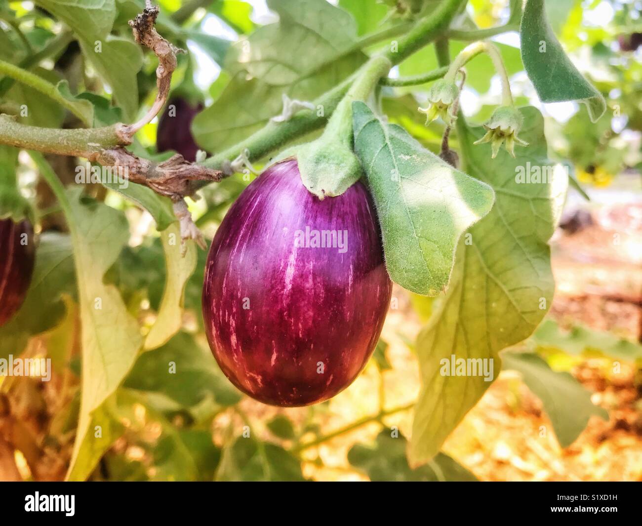 Brinjal plant hi-res stock photography and images - Alamy