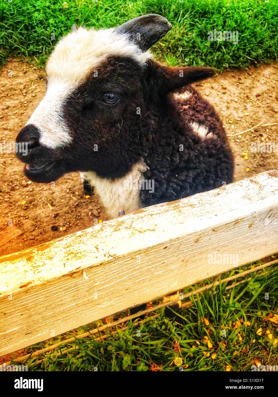 Portrait of baby goat Stock Photo - Alamy