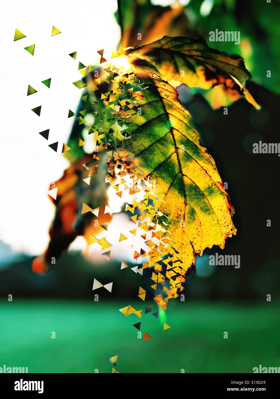 Creative leaf hi-res stock photography and images - Alamy