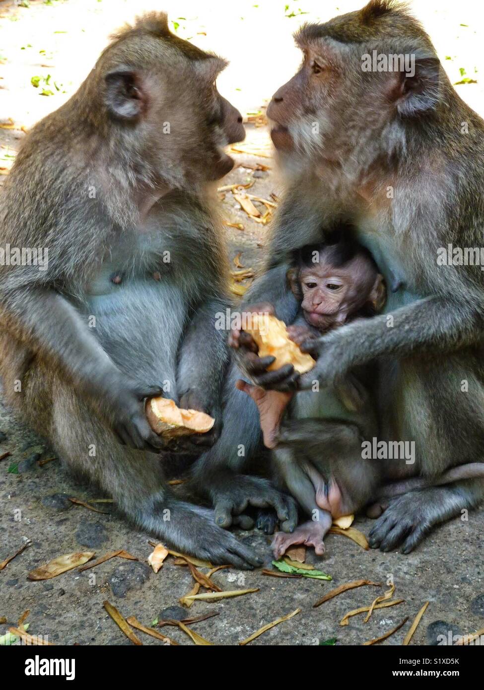 Exploring monkey hi-res stock photography and images - Alamy