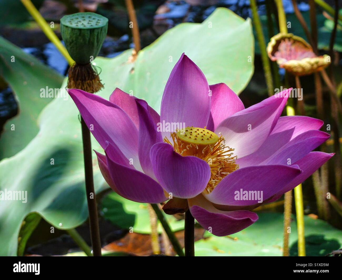 Indonesia bali ubud lotus flower hi-res stock photography and images ...