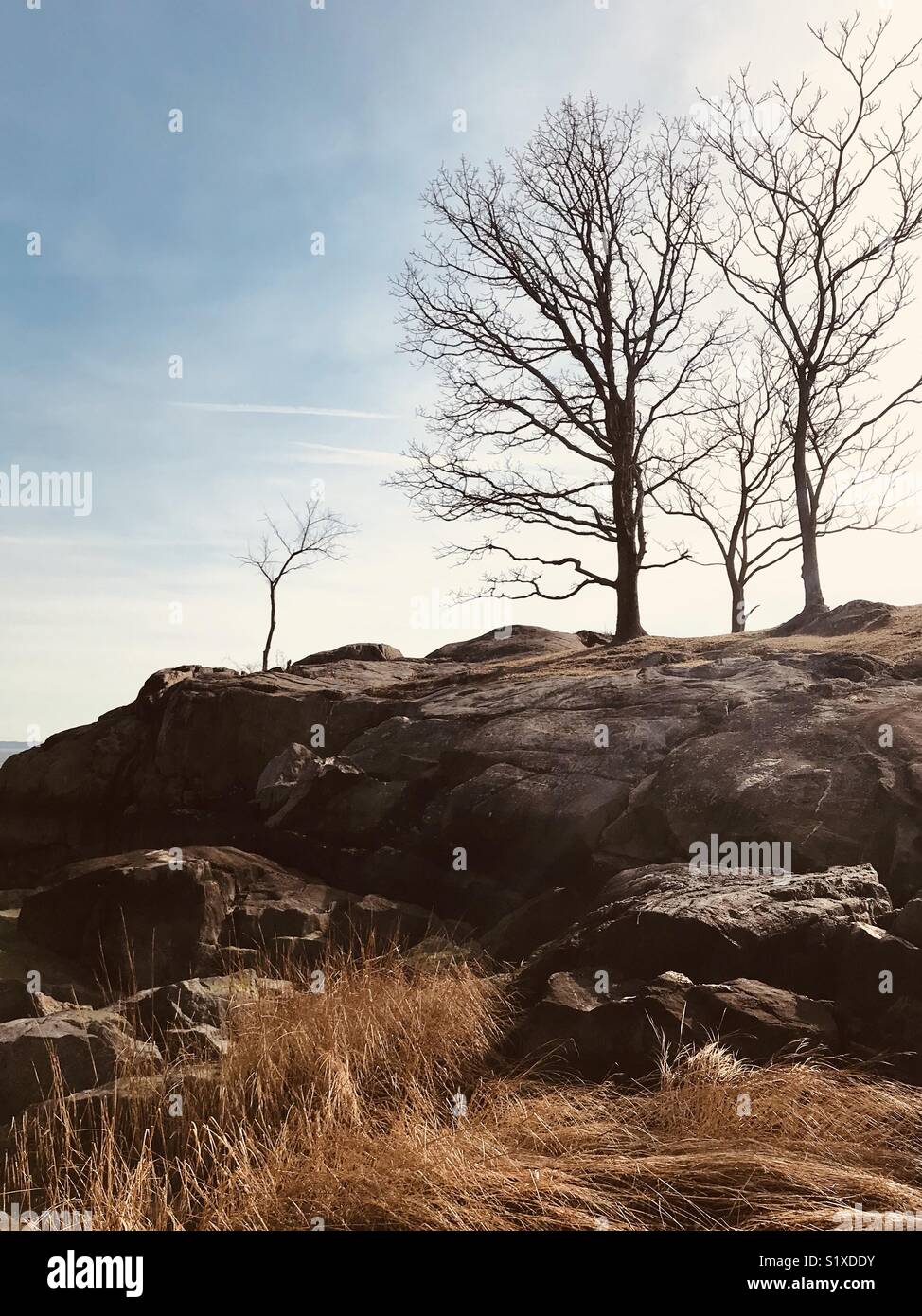 Barren trees hi-res stock photography and images - Alamy