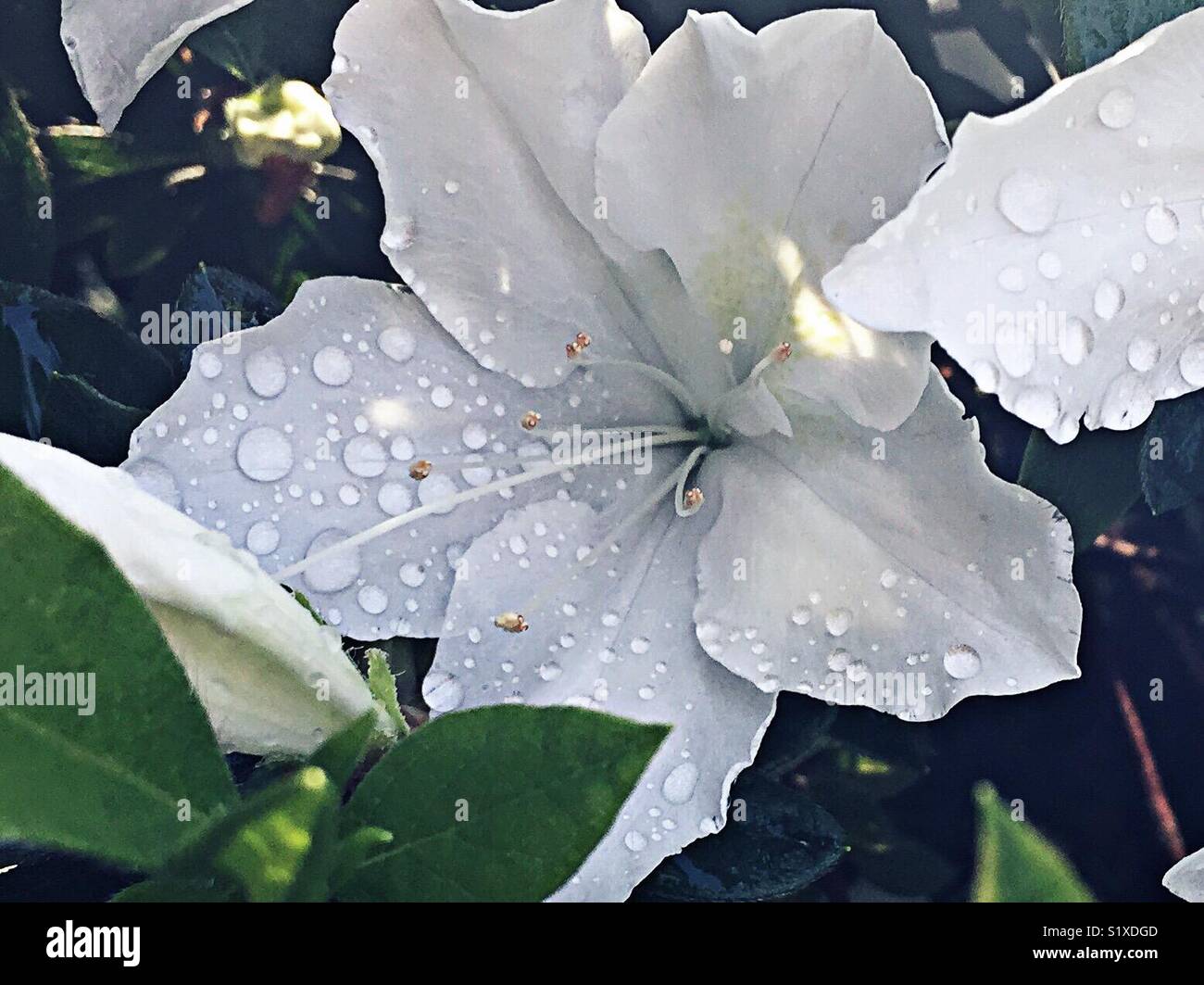 Raindrop flower hi-res stock photography and images - Alamy