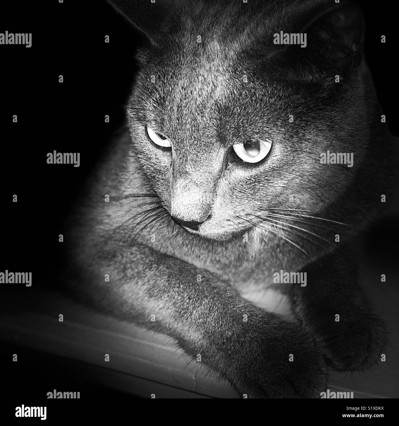 Pensive cat hi-res stock photography and images - Alamy