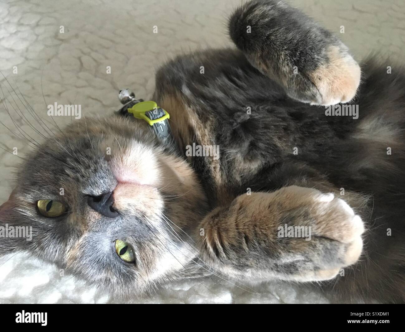 Cute cat pose Stock Photo - Alamy