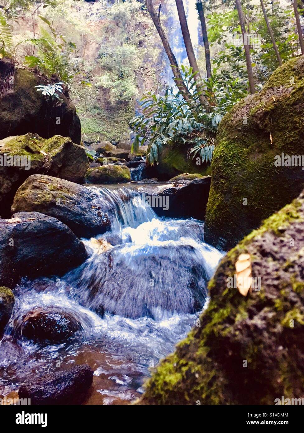 Stream flows quickly in tropical forest Stock Photo - Alamy