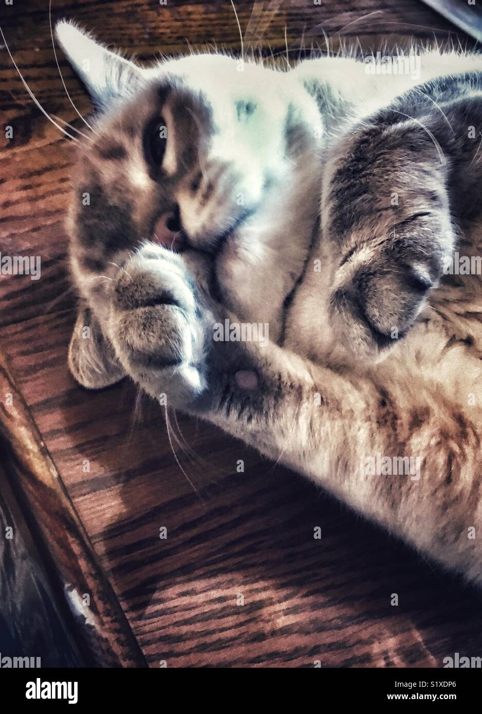 Siamese cat wiping face with paw Stock Photo - Alamy