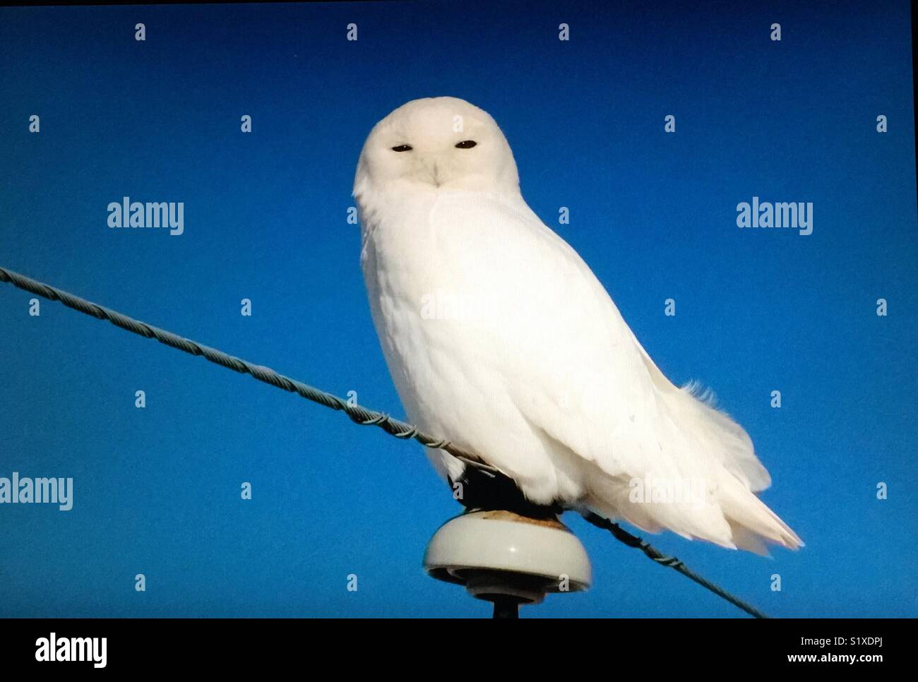 Snowy owl perch Stock Photo - Alamy