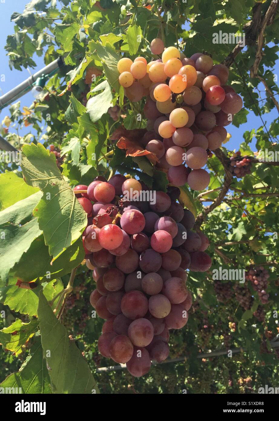 Healthy red grapes hi-res stock photography and images - Alamy