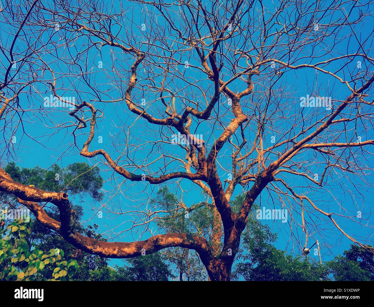 Distorted trunk hi-res stock photography and images - Alamy