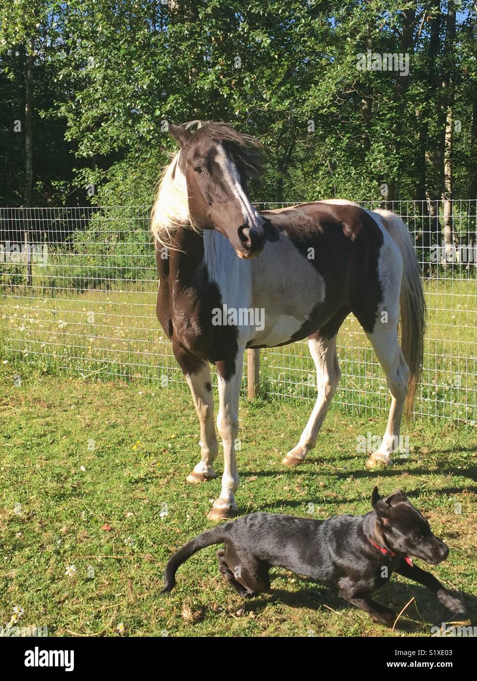 Horse and dog playing in field Stock Photo - Alamy