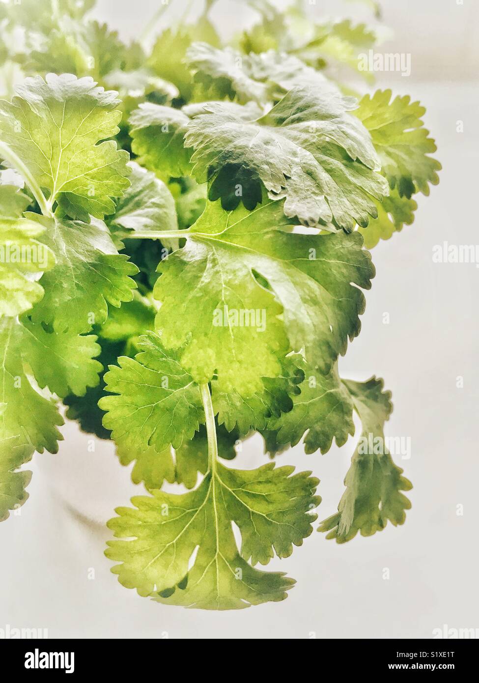 Coriander in a container Stock Photo - Alamy