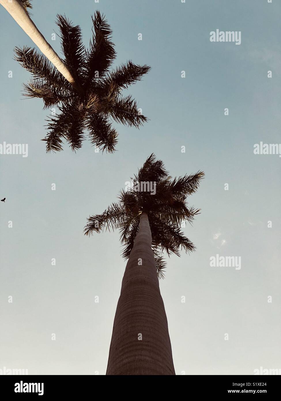 Tallest palm hi-res stock photography and images - Alamy