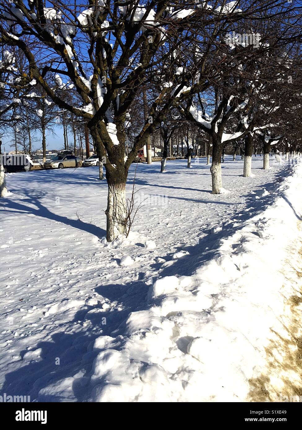 a slender row of trees Stock Photo - Alamy