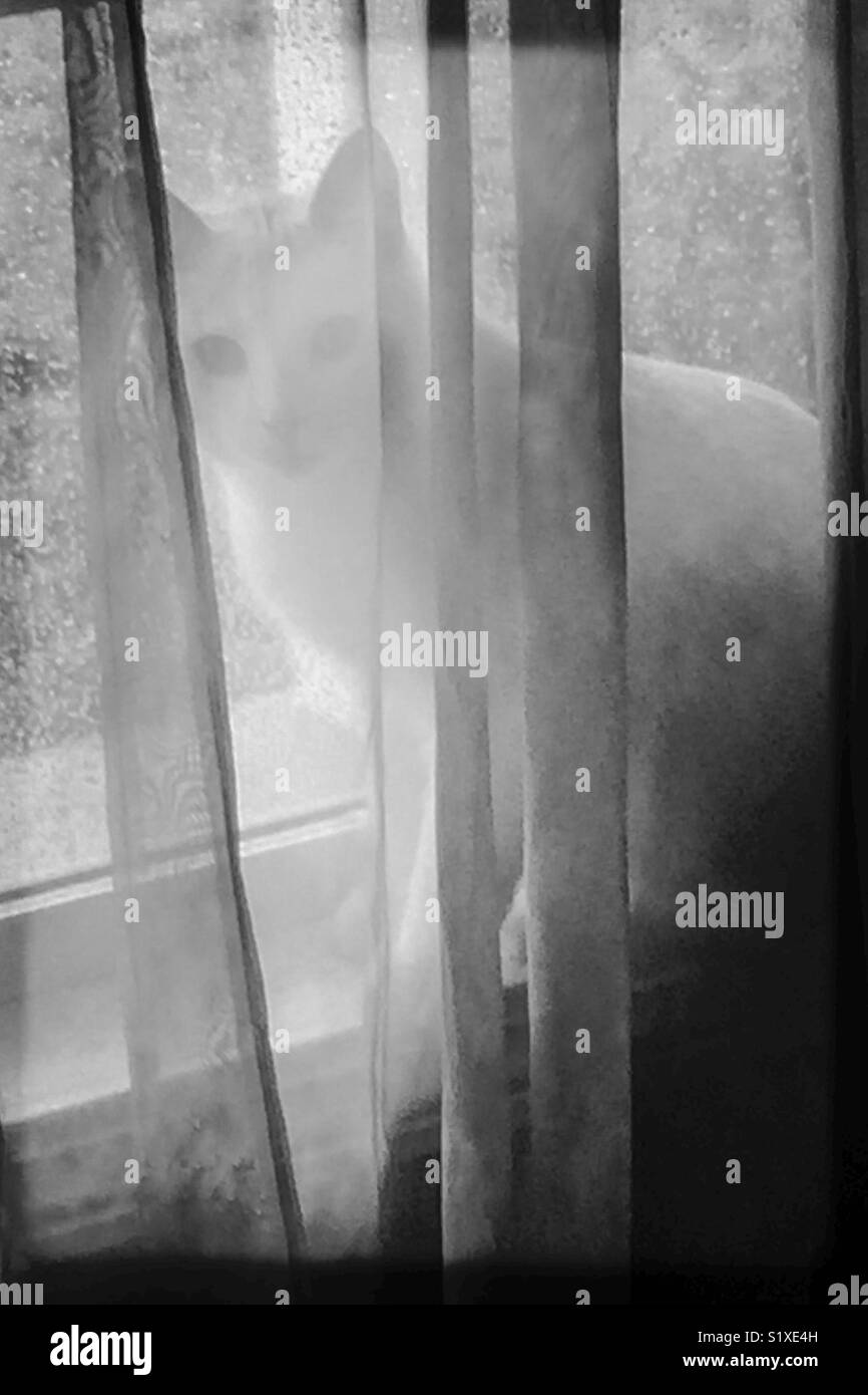 Pretty white kitten sits on window ledge, hiding behind sheers Stock ...