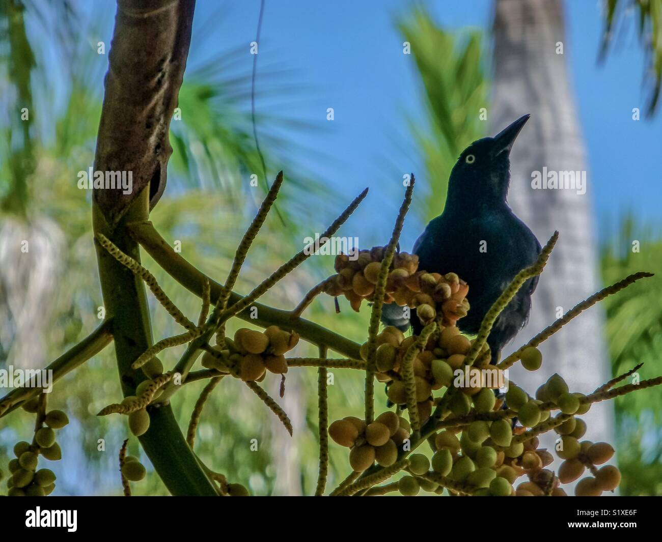 Black bird berry hi-res stock photography and images - Alamy