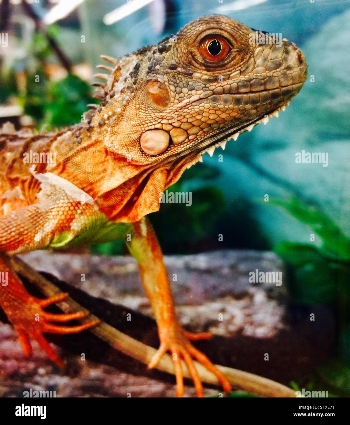 Rough lizard hi-res stock photography and images - Alamy