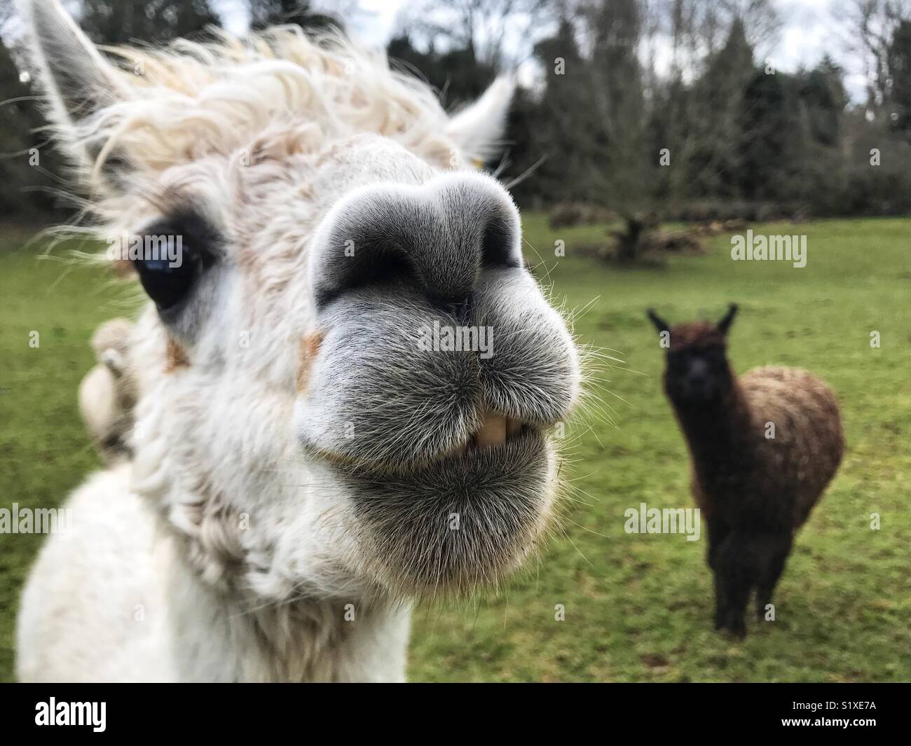 Alpaca Chewing Gif