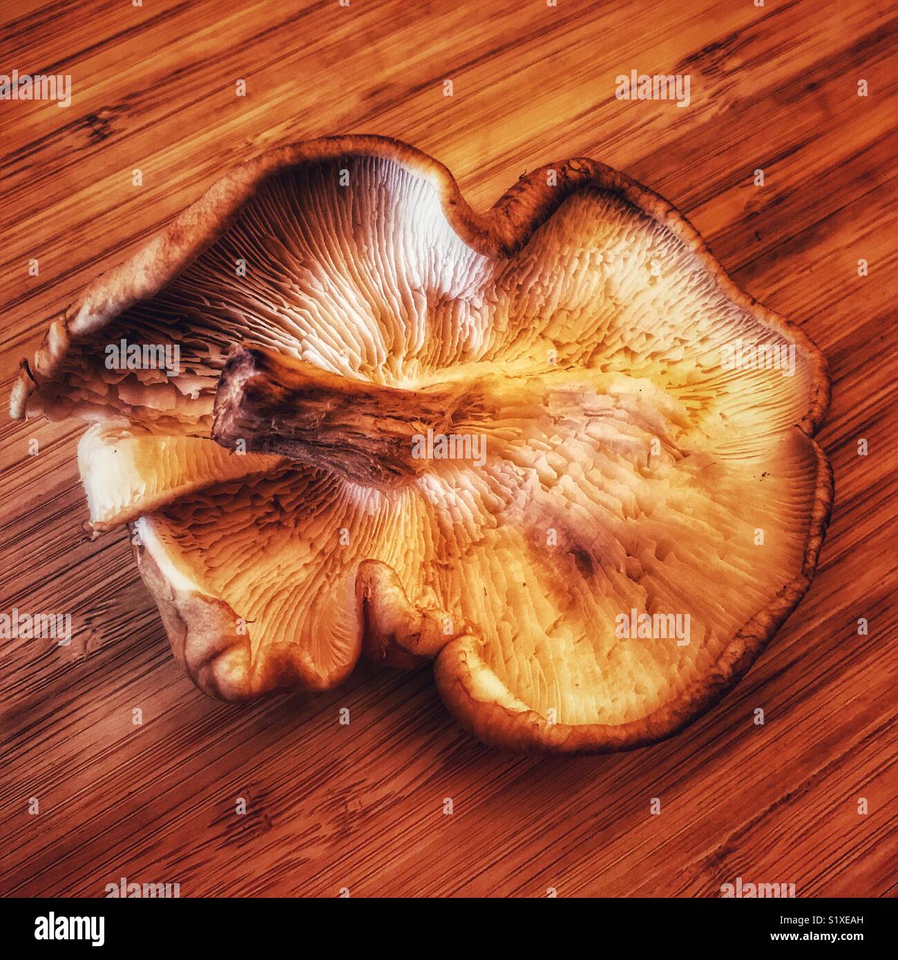 One fresh shiitake mushroom hi-res stock photography and images - Alamy