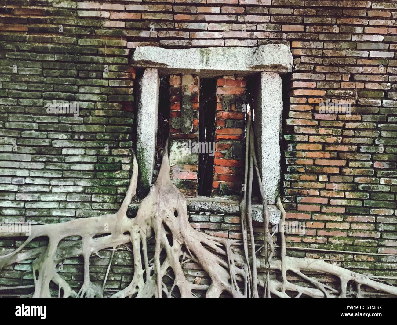 Anping tree house Tainan Stock Photo - Alamy