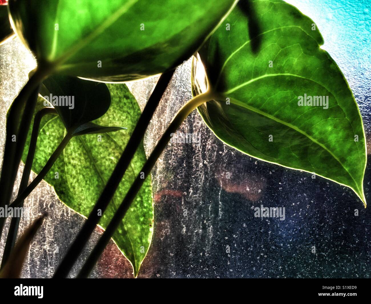 Green leaves of a plant and morning dew on the window Stock Photo - Alamy