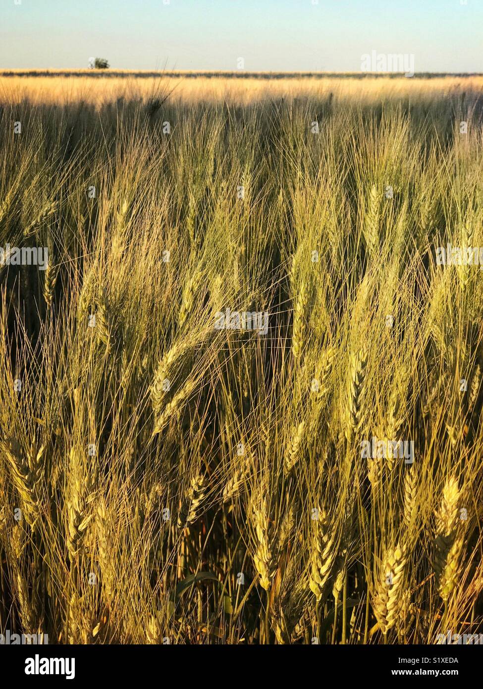 Western Canadian wheat field Stock Photo - Alamy