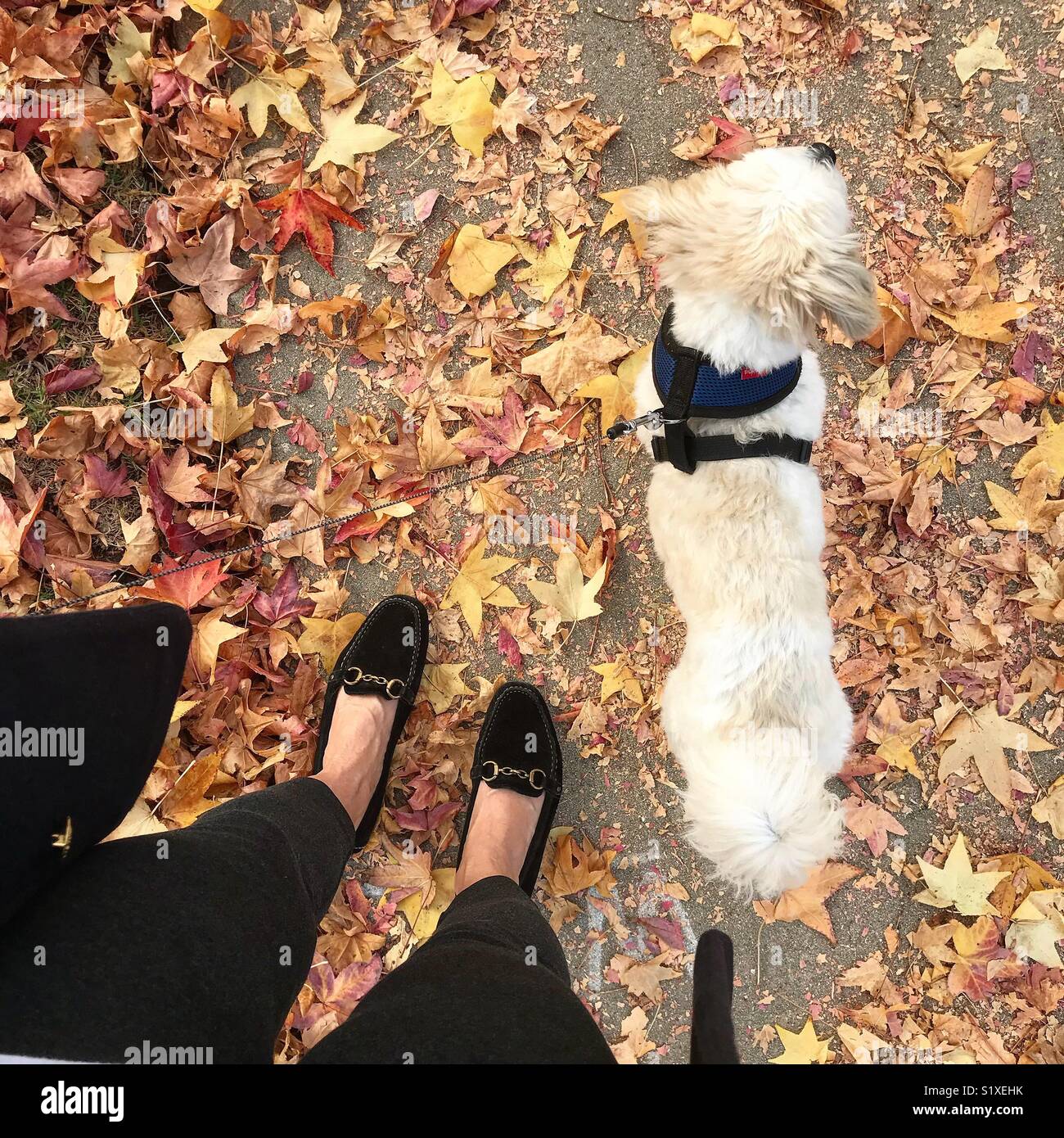 Walk of leaves hi-res stock photography and images - Alamy