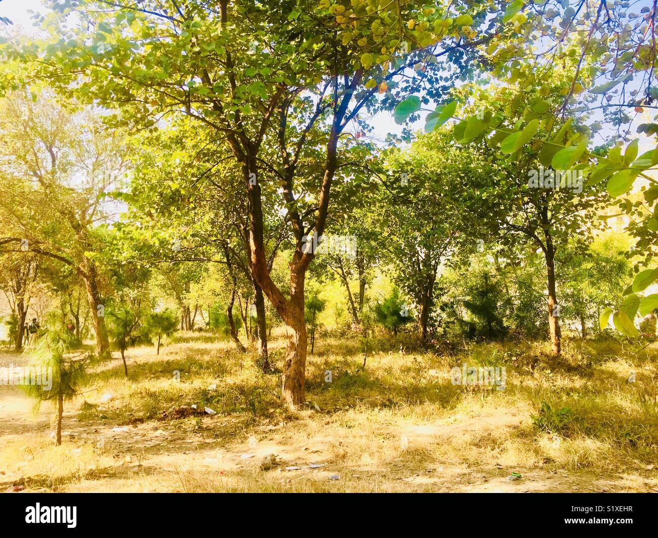 Greenery of beautiful green city Islamabad Pakistan Stock Photo - Alamy