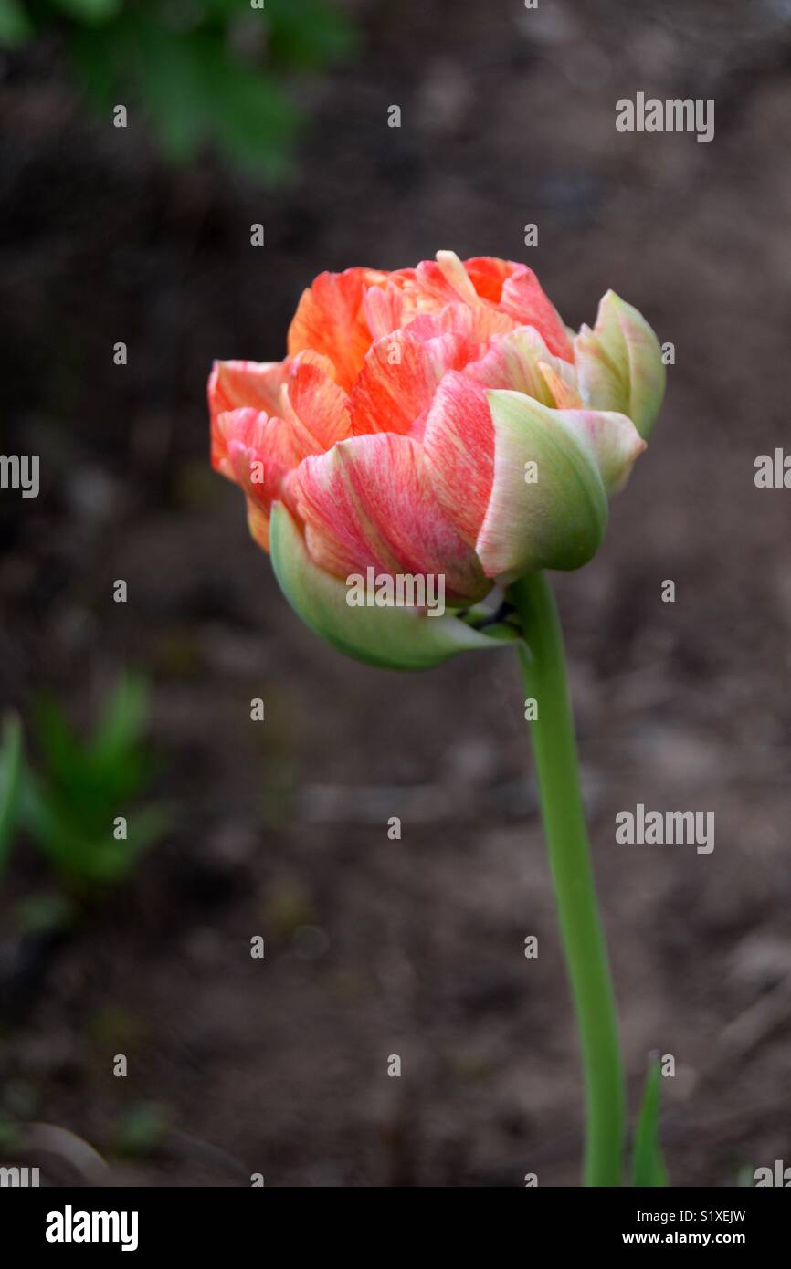 Terry flower hi-res stock photography and images - Alamy