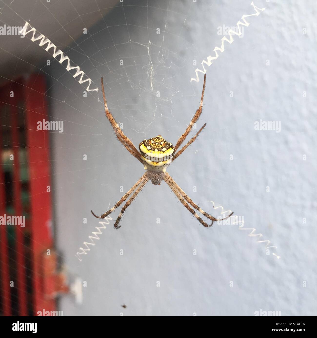 Spider on work Stock Photo - Alamy
