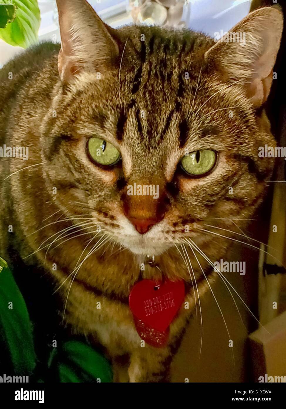 Miss kitty hi-res stock photography and images - Alamy