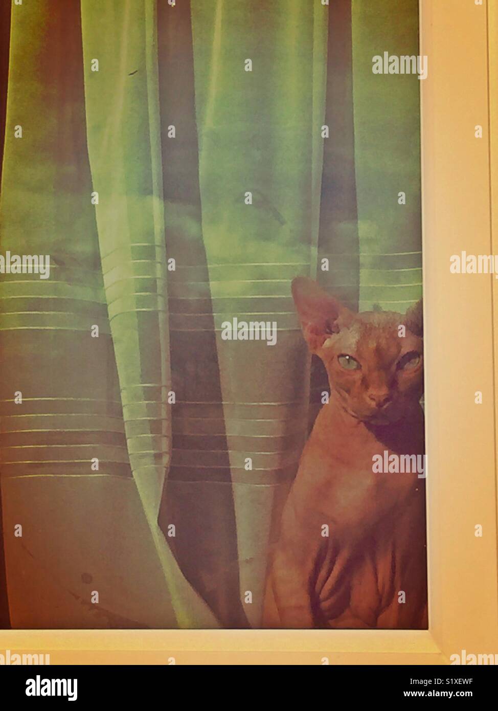 Cat at window Stock Photo - Alamy