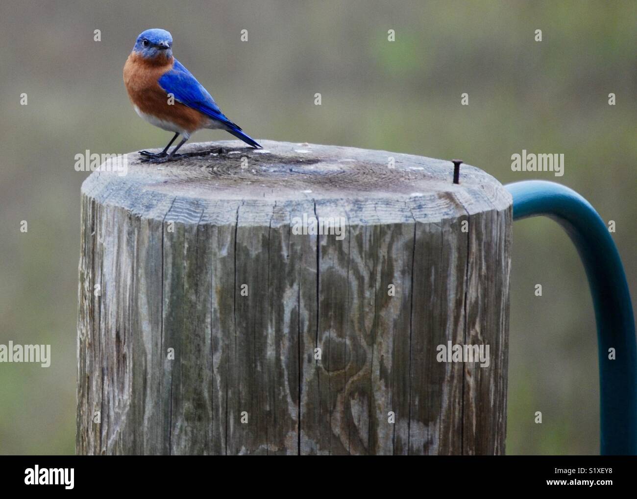 Bluebird Of Happiness High Resolution Stock Photography and Images - Alamy