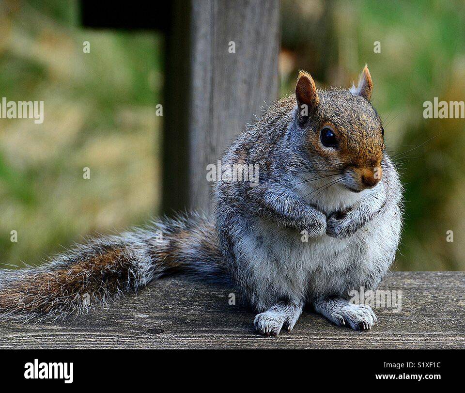 Fluffy grey squirrel Stock Photo - Alamy