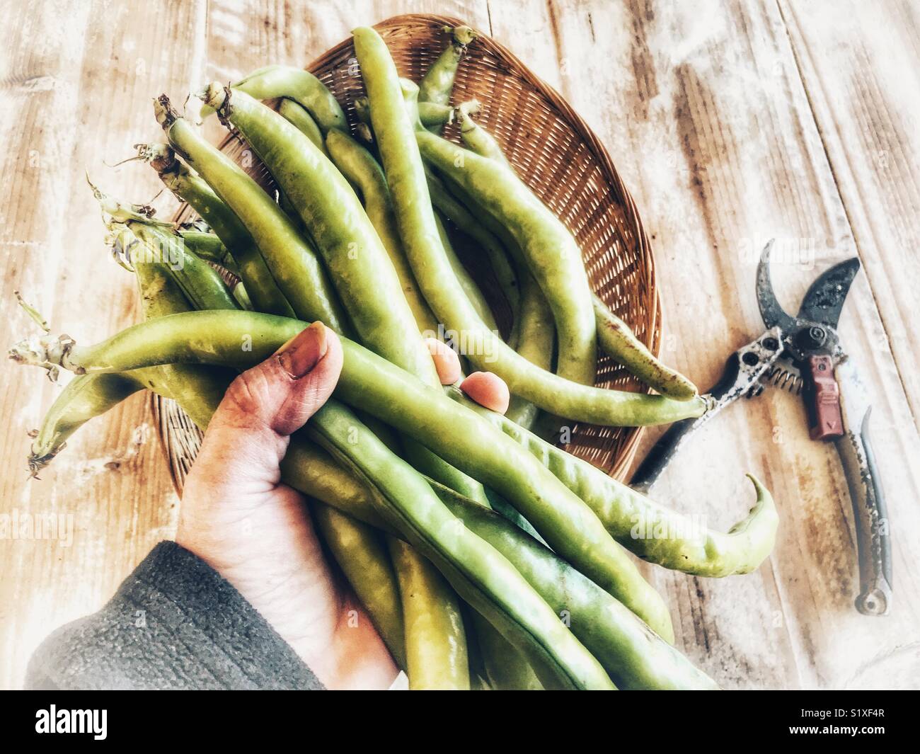 Broad bean vicia faba smartphone stock photos and images - Alamy