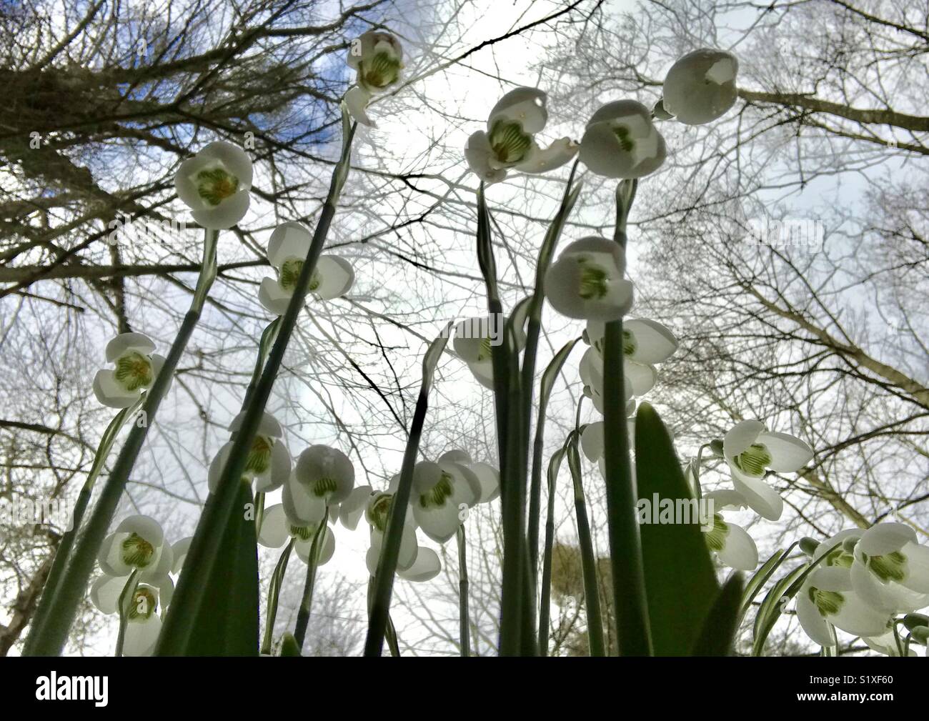 Snowdrops reach for the sky as seen from the ground Stock Photo - Alamy