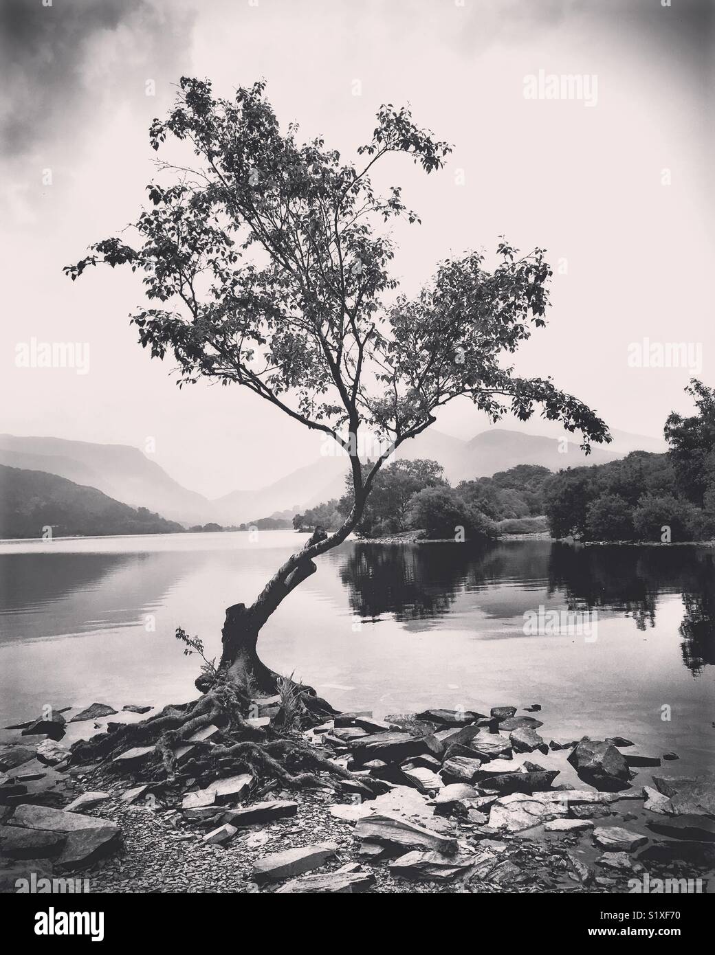 Tree llyn padarn hi-res stock photography and images - Alamy