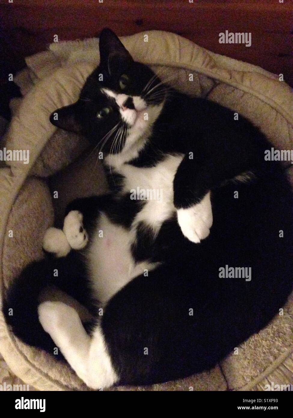 Domino cat hi-res stock photography and images - Alamy