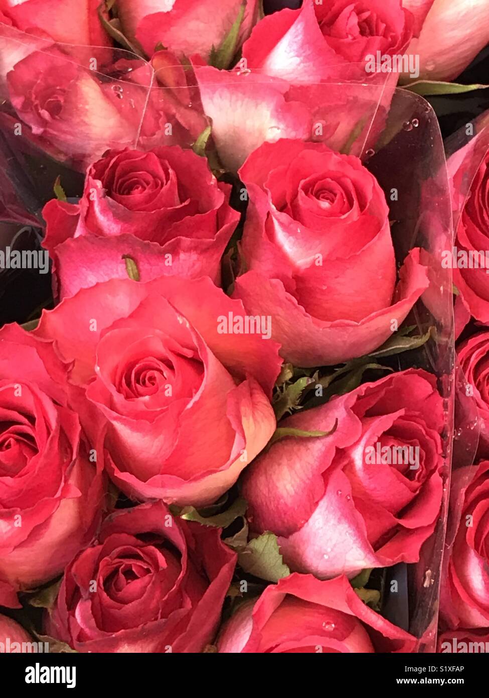 Fresh roses hi-res stock photography and images - Alamy