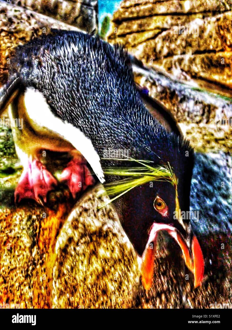 Rockhopper Penguin calling Stock Photo - Alamy