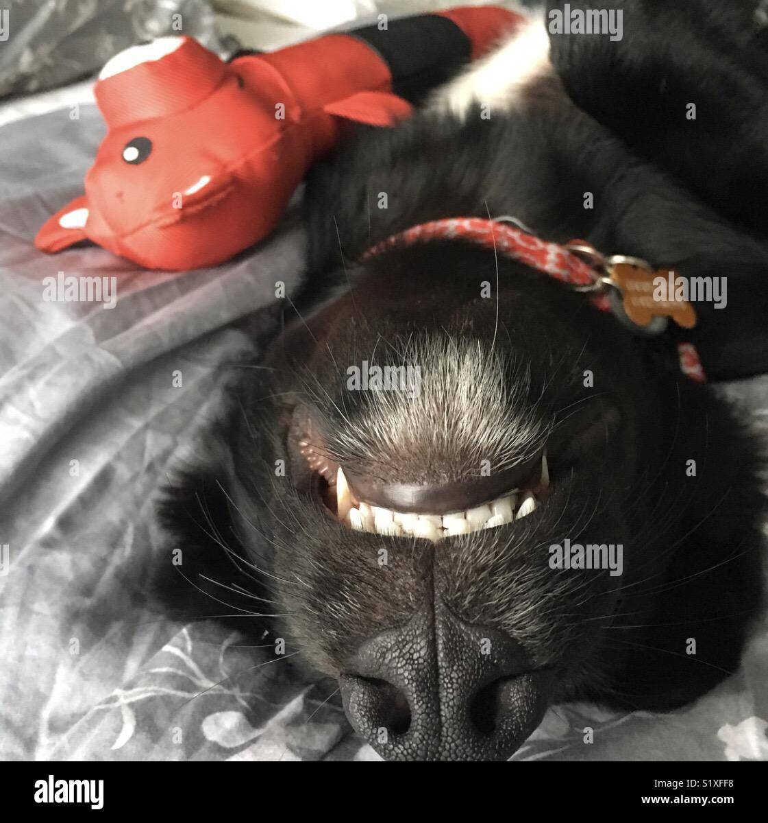 Happy and sleepy Border Collie Stock Photo - Alamy