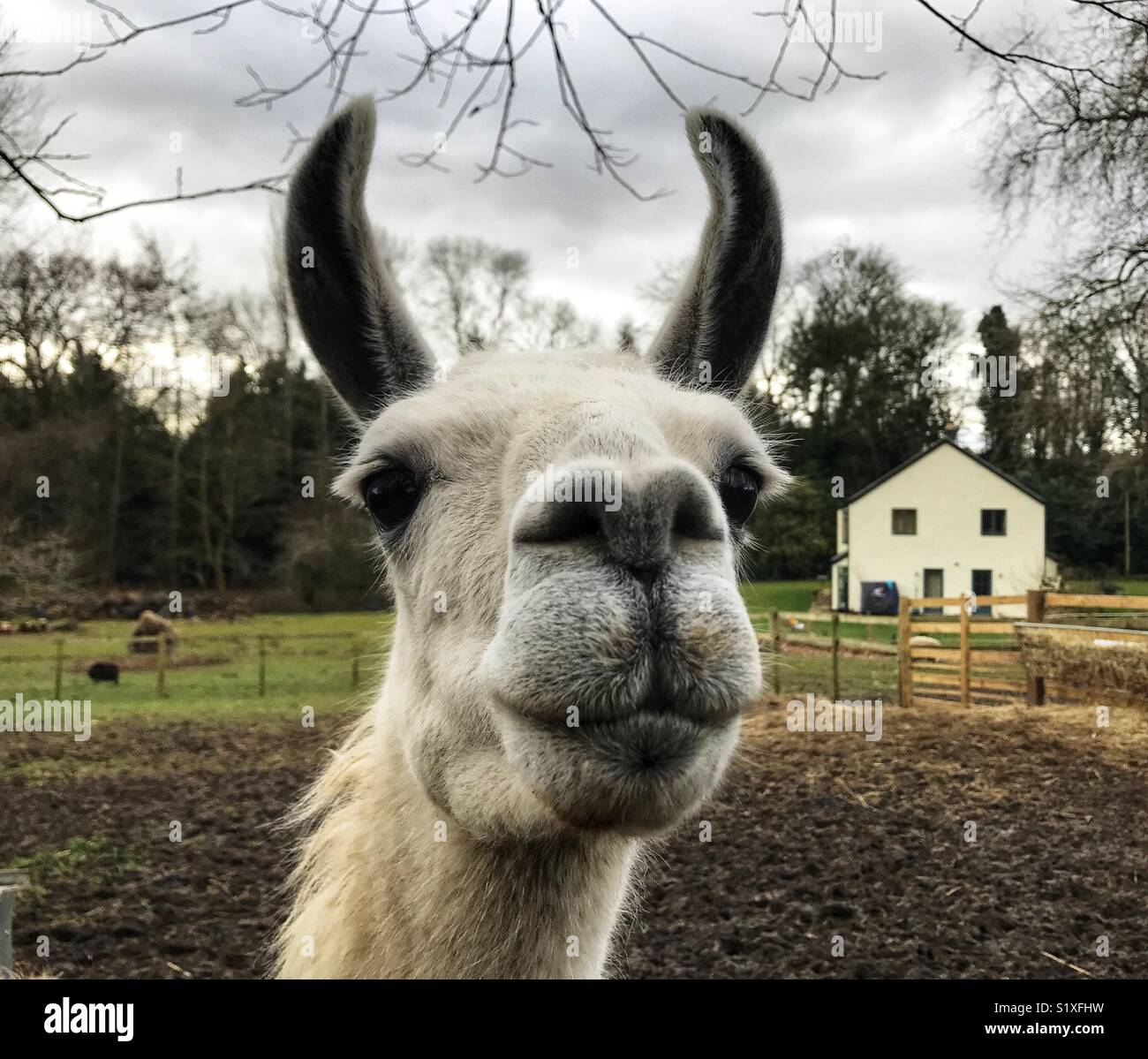 Llama face close up hi-res stock photography and images - Alamy