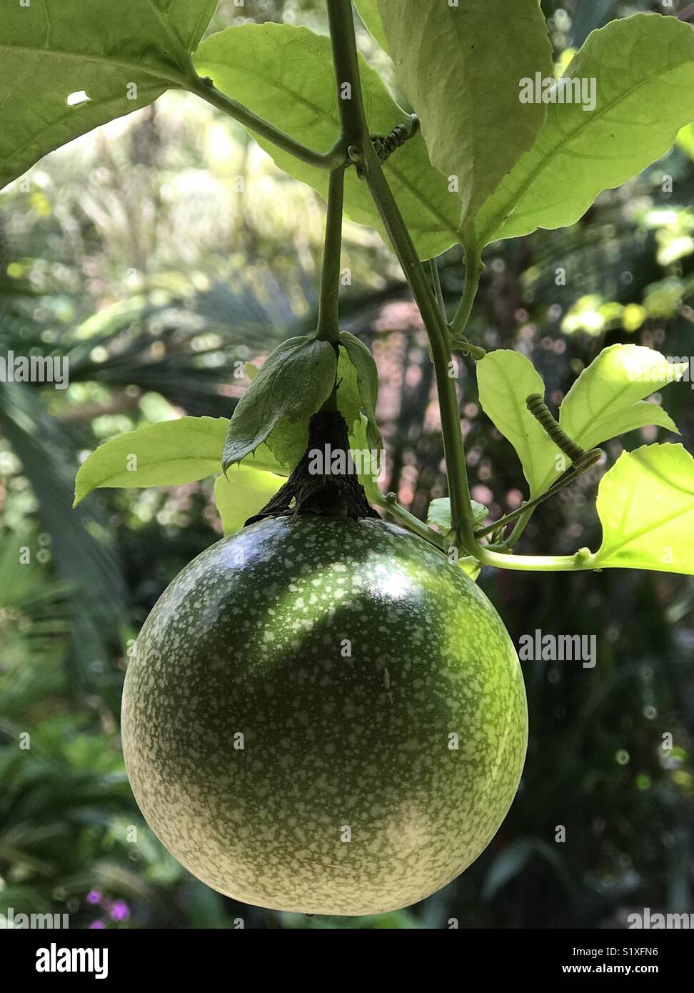 Unripened passion fruit hi-res stock photography and images - Alamy