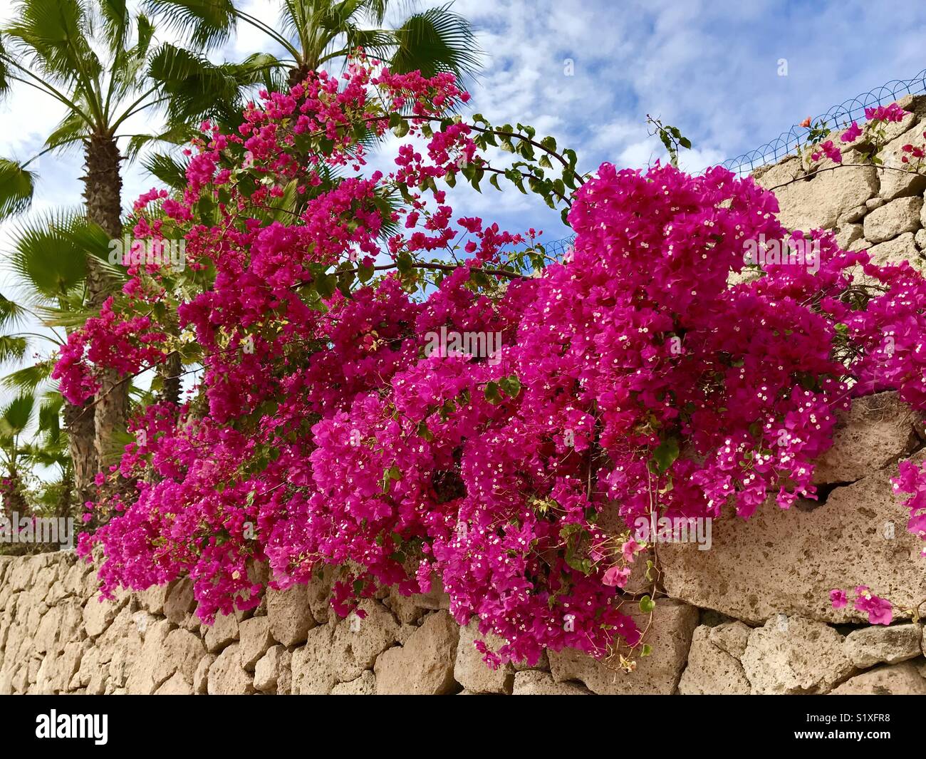 Naturally rose hi-res stock photography and images - Alamy