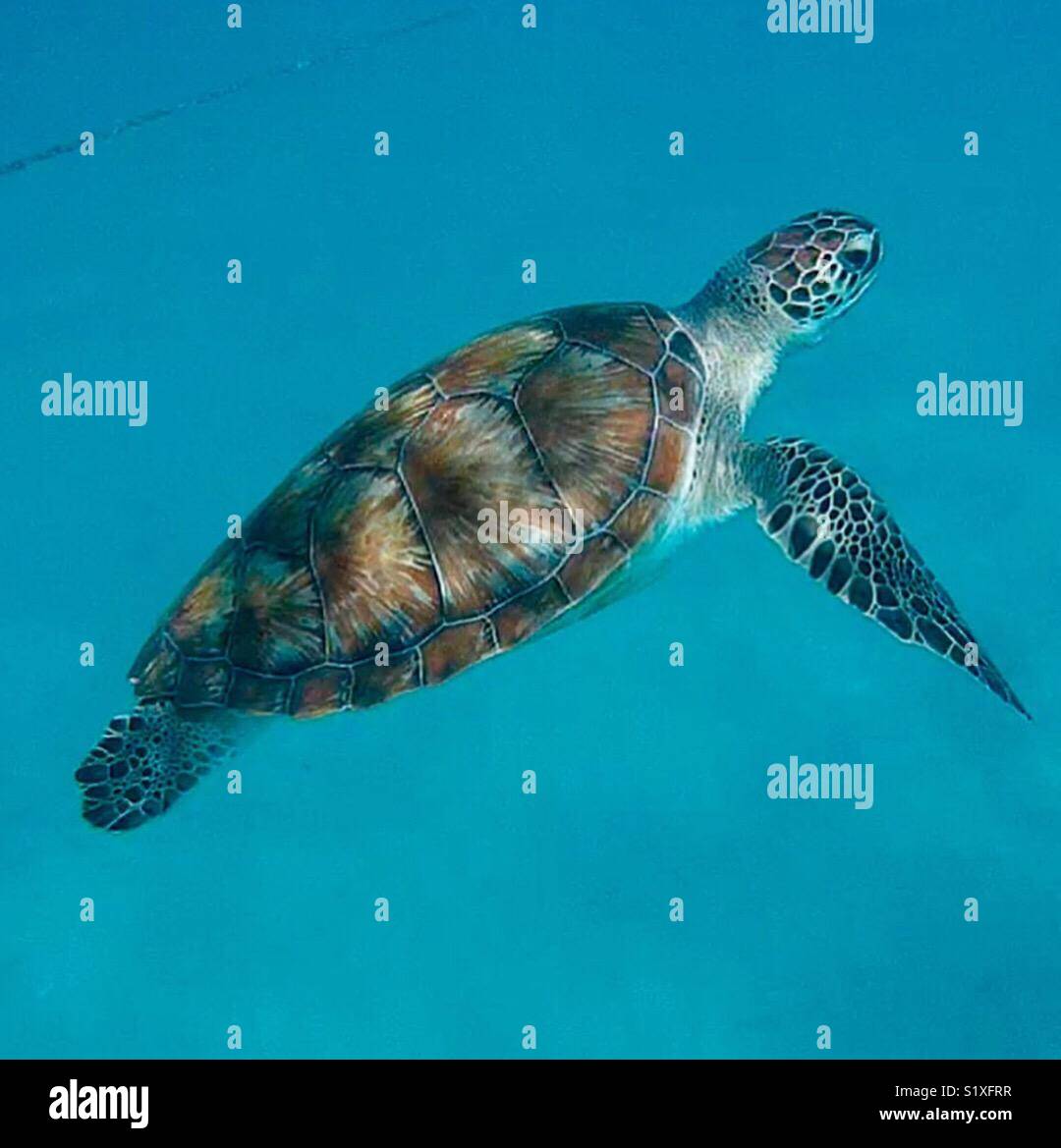 Barbados turtle hi-res stock photography and images - Alamy