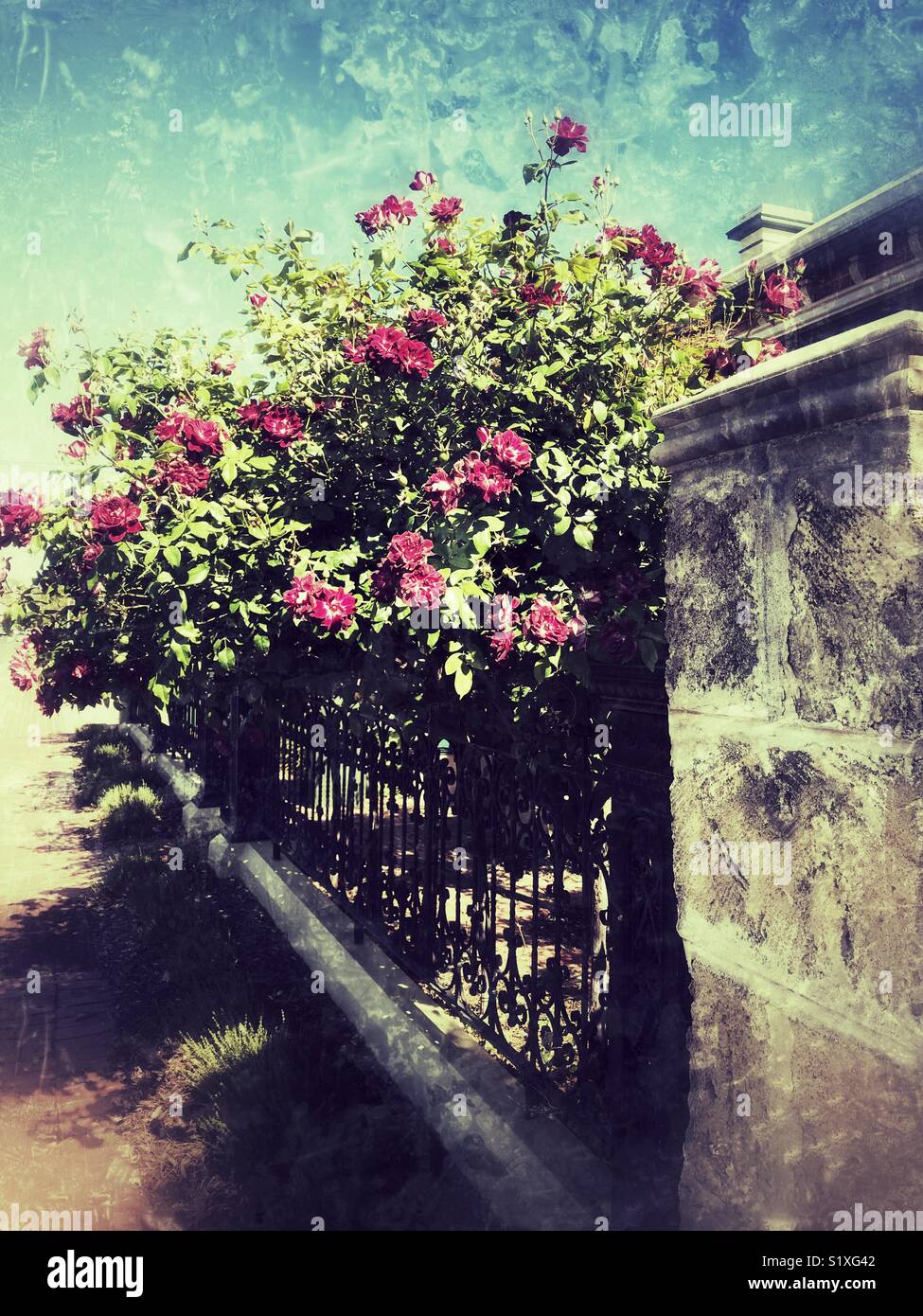Rose bushes along fence line beside sidewalk Stock Photo - Alamy